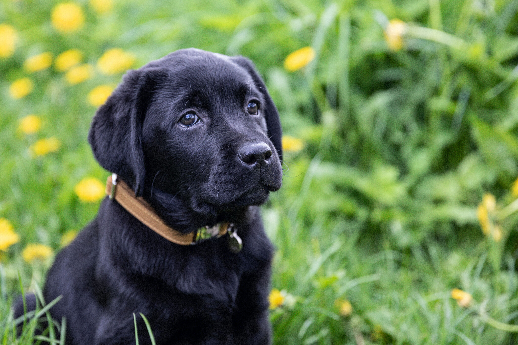 Luxury dog beds, stylish dog clothing and smart dog accessories - Denjo ...