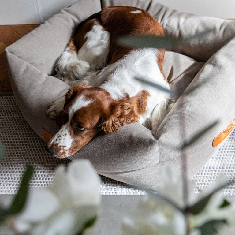 Sovstund - Denjo Dogs