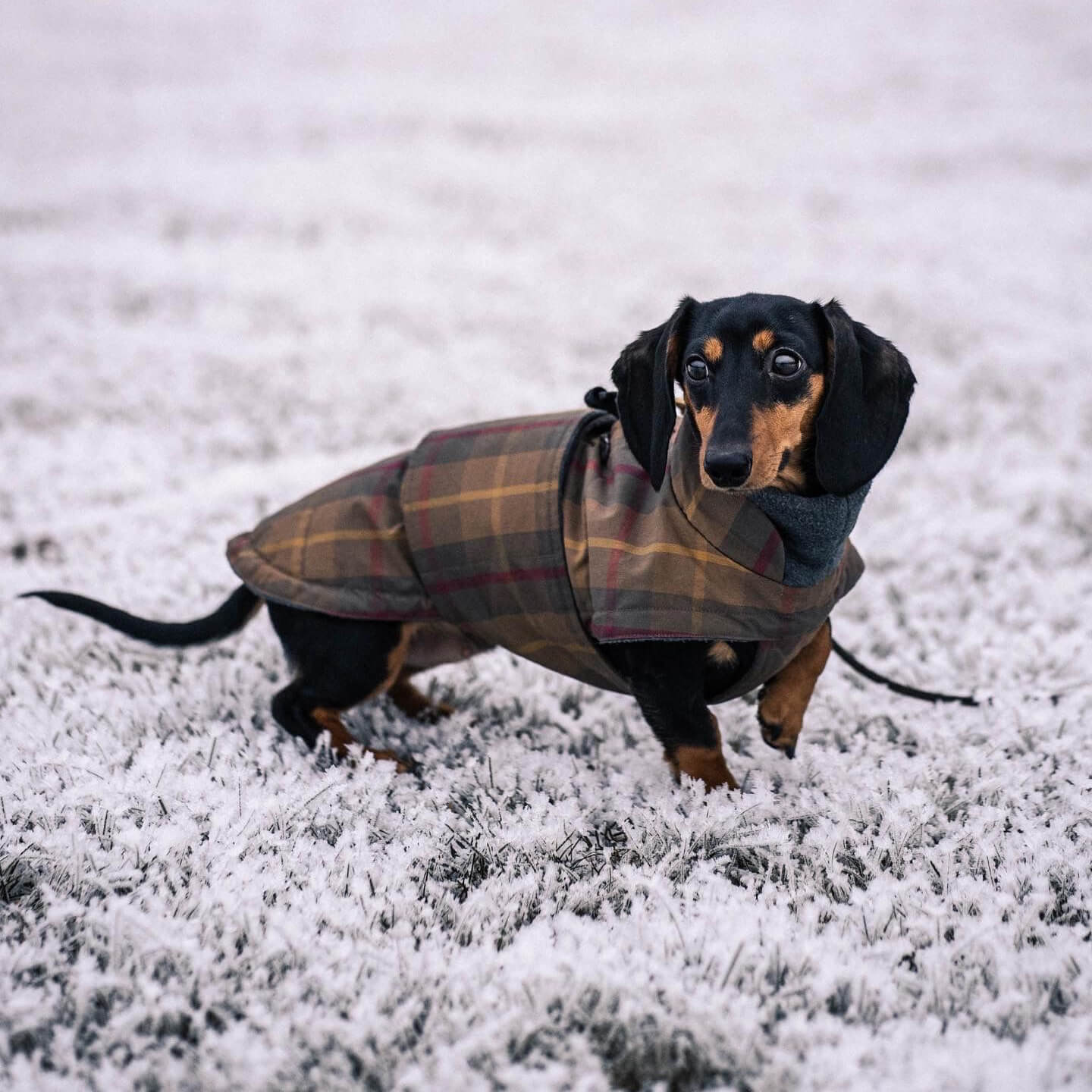 Hållbara & funktionella hundprodukter i stilren design - Denjo Dogs