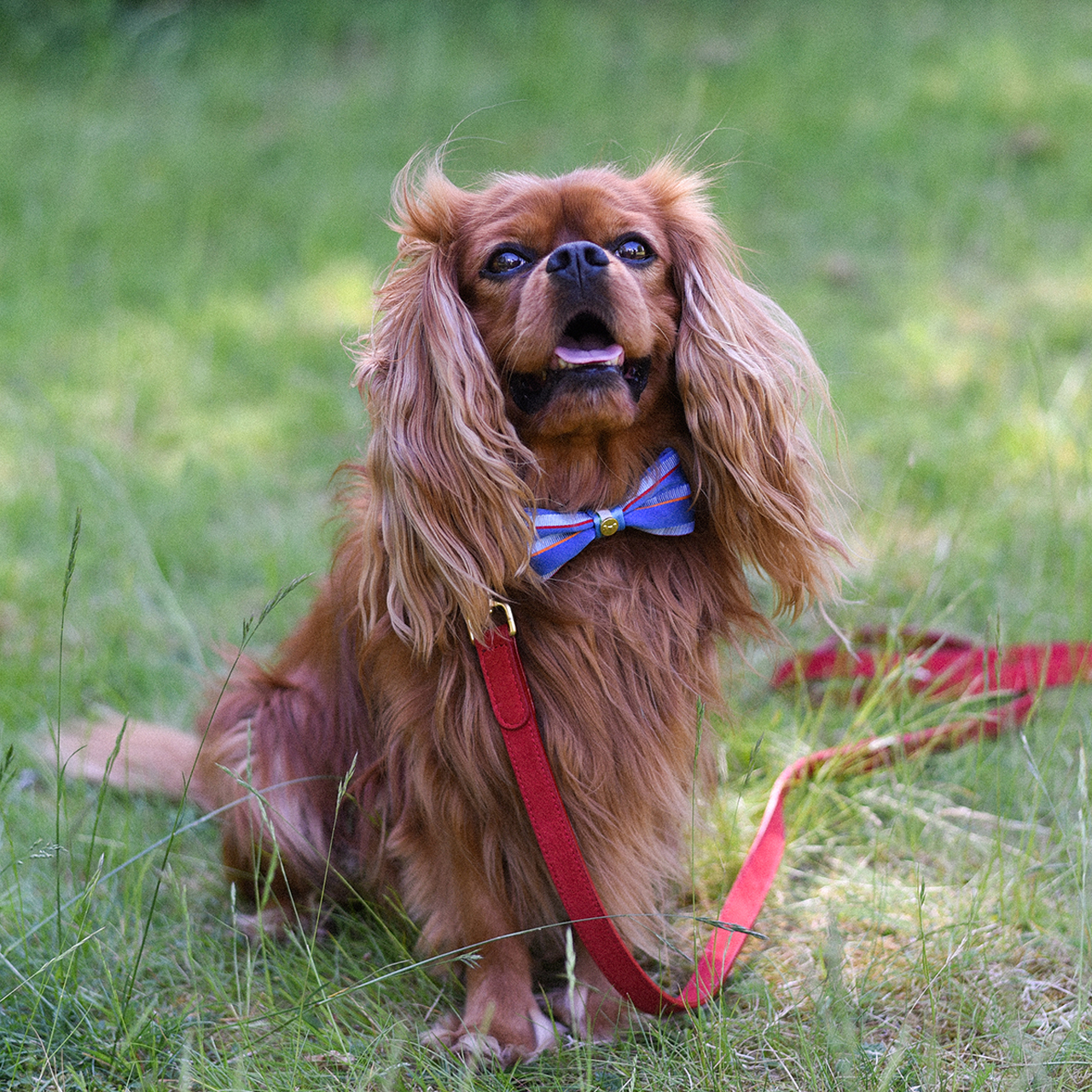 Om Denjo Dogs – Denjo Dogs