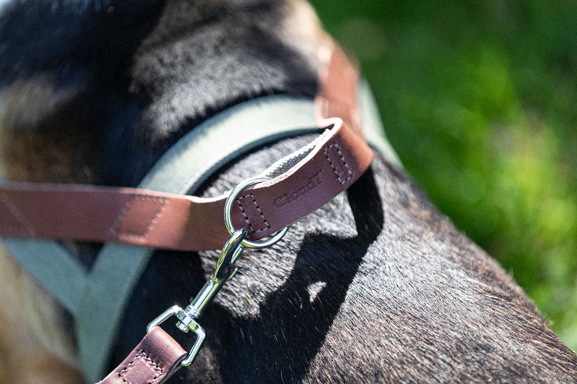 Walk in the park – Denjo Dogs