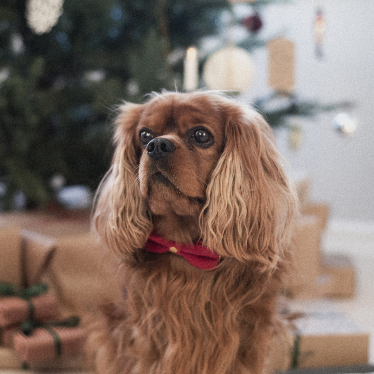 Luxury dog beds, stylish dog clothing and smart dog accessories - Denjo ...