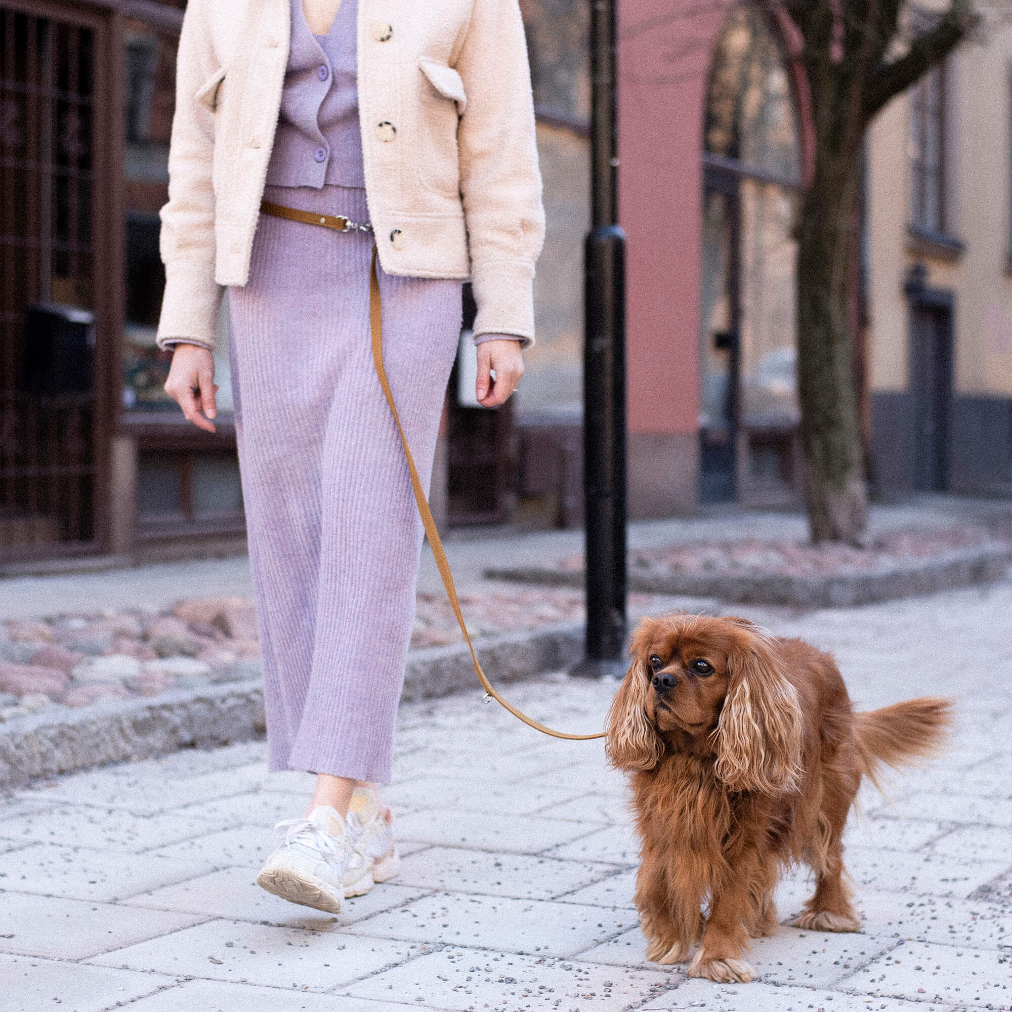 Hundsele Signature Go Senapsgul - Denjo Dogs - Denjo Dogs