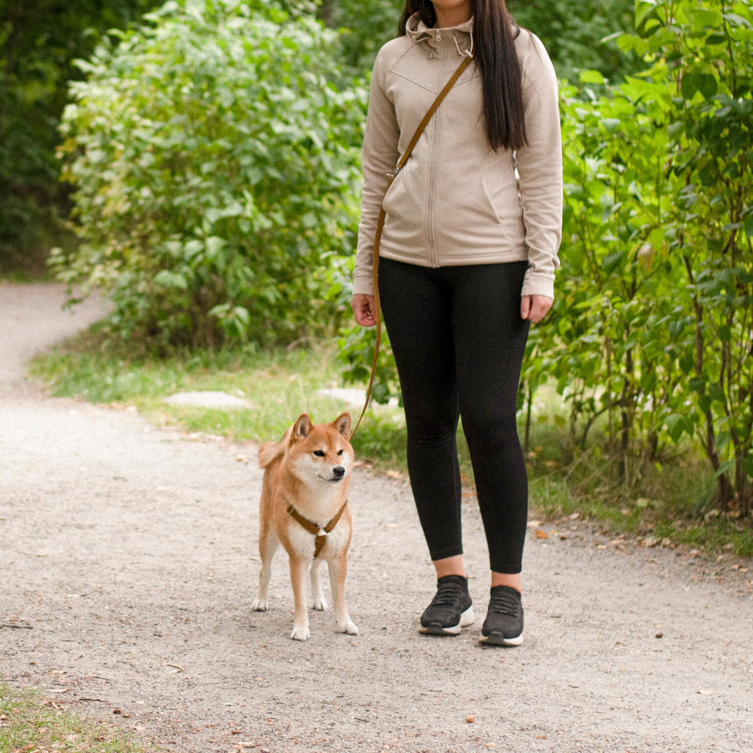 4 Ways How To Use Your Multi Leash – Denjo Dogs