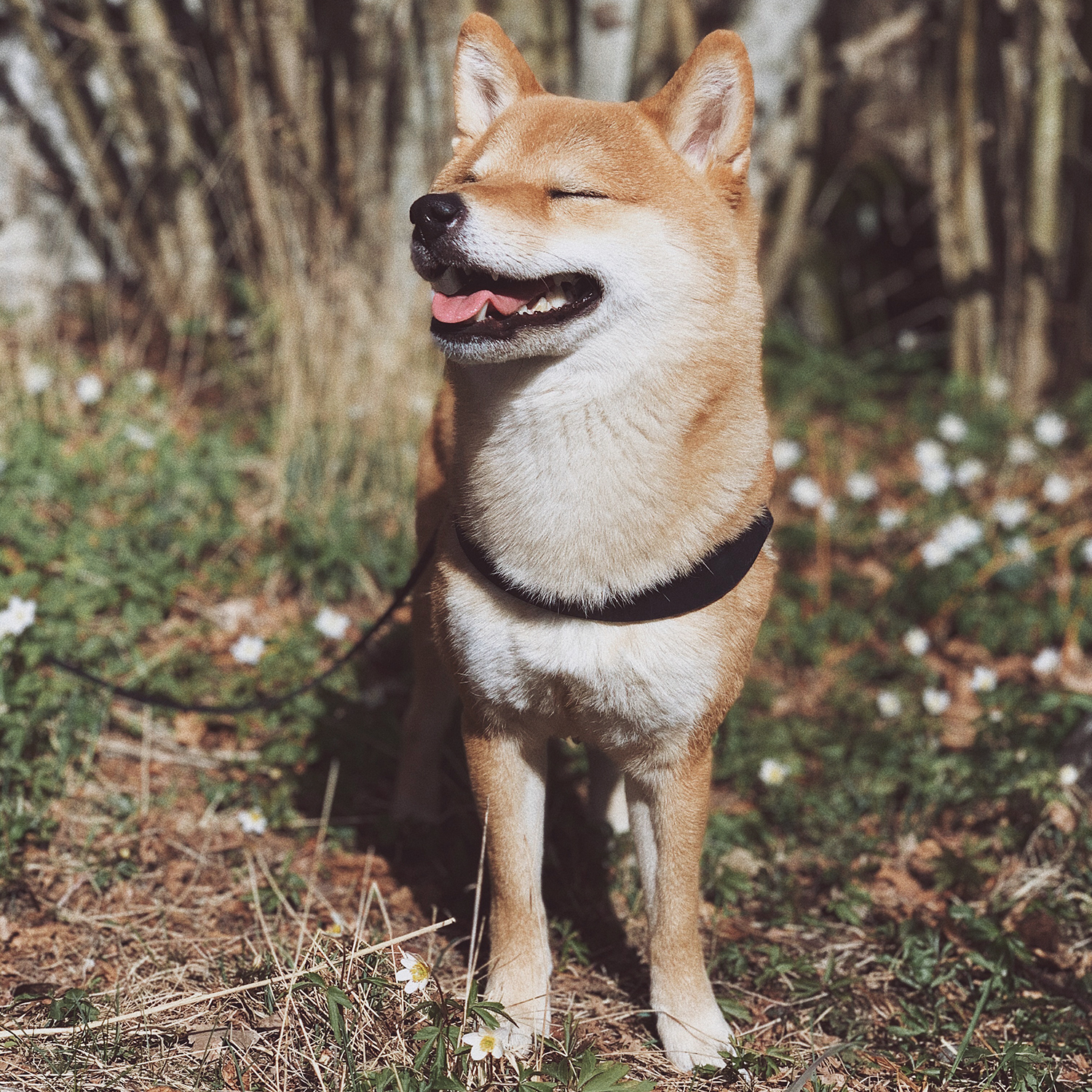 6 värdefulla vårtips att ha koll på som hundägare - Denjo Dogs