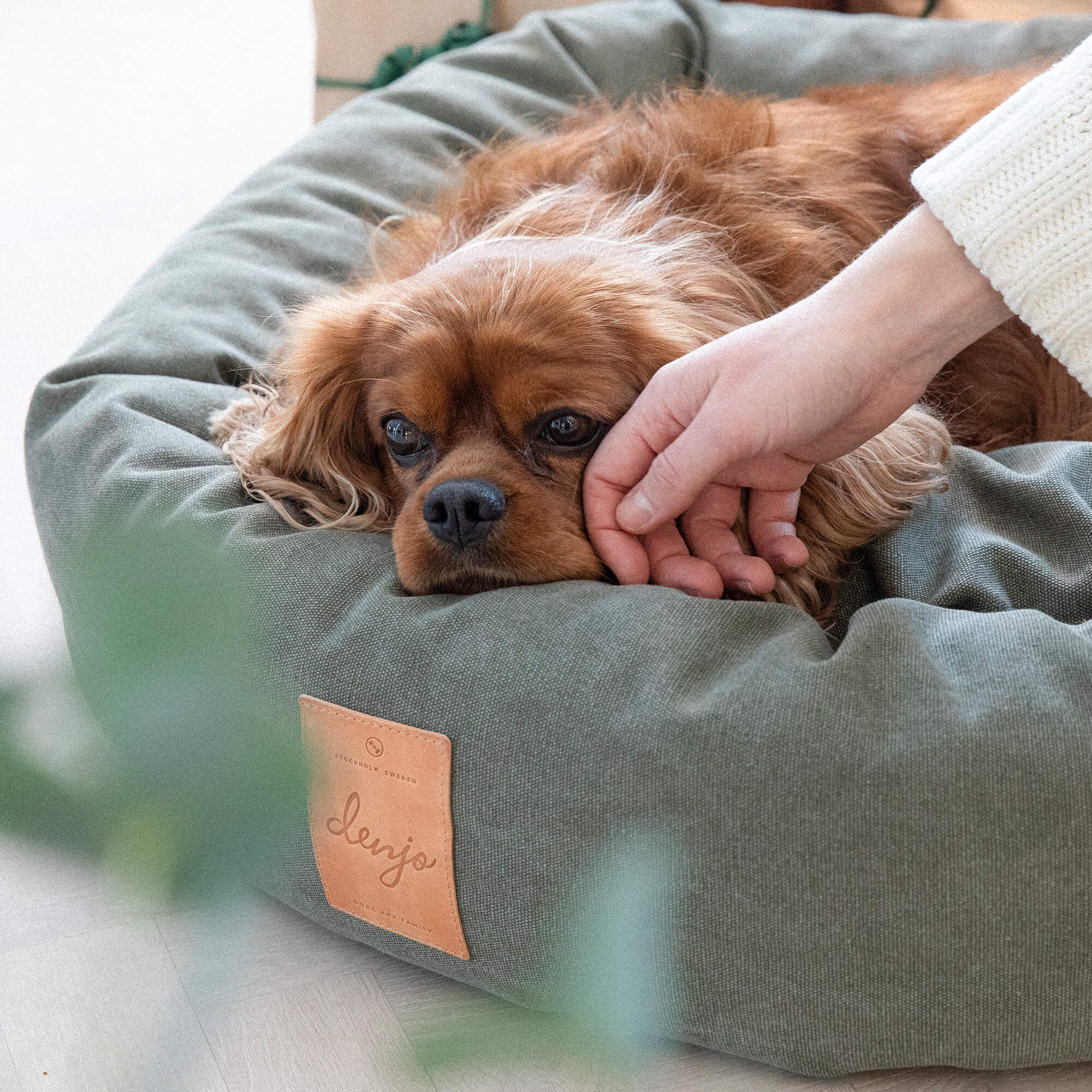 Sovstund - Denjo Dogs