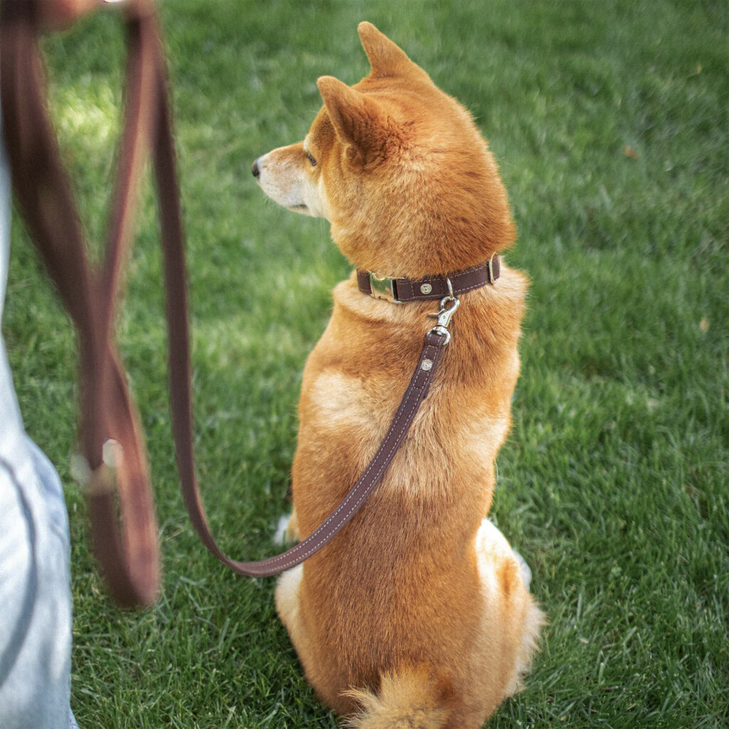 Hundkoppel Signature Go Chocolate - Denjo Dogs - Denjo Dogs