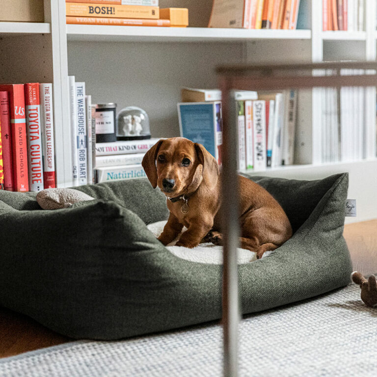 Hållbara & funktionella hundprodukter i stilren design - Denjo Dogs