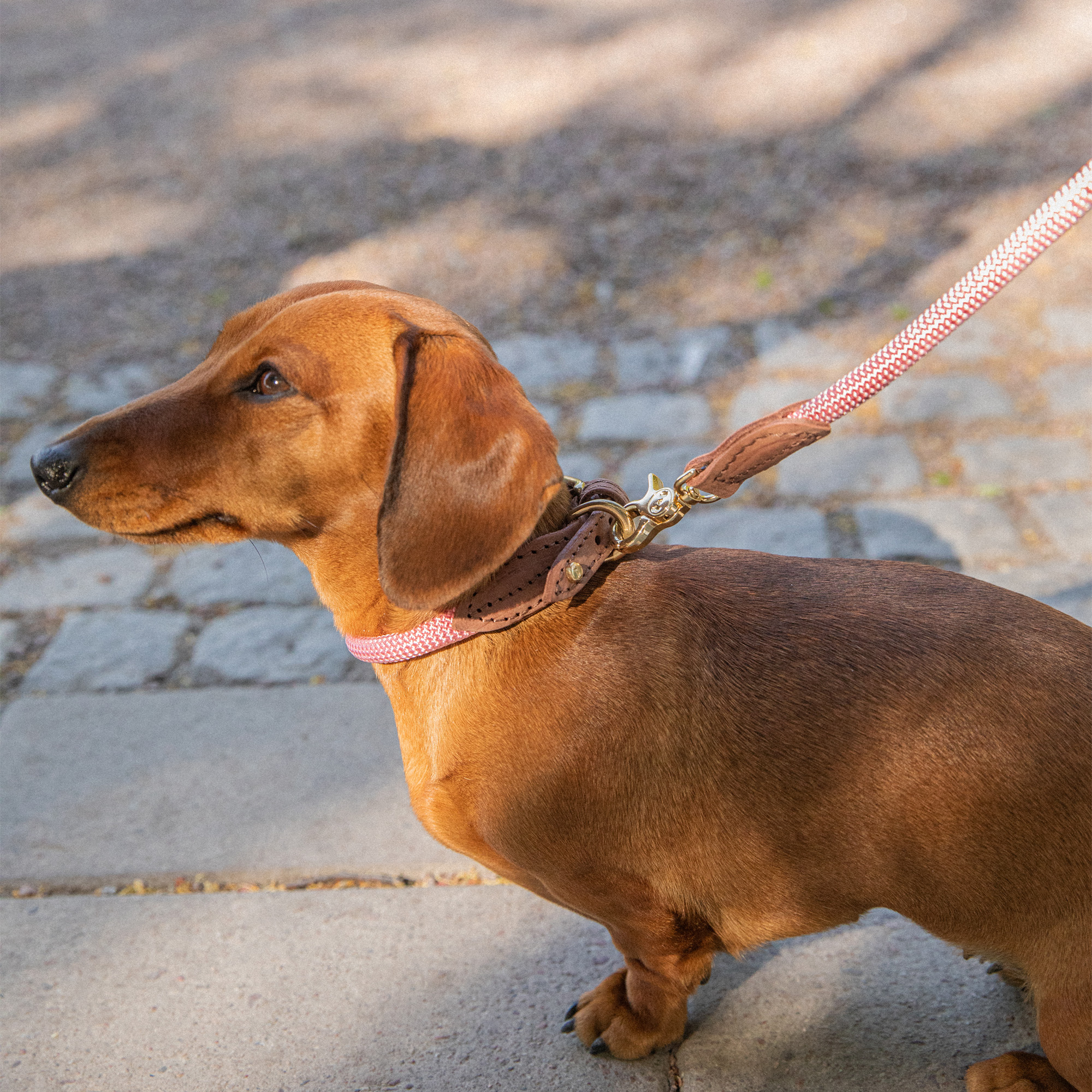Torekov Summer Edition – Denjo Dogs