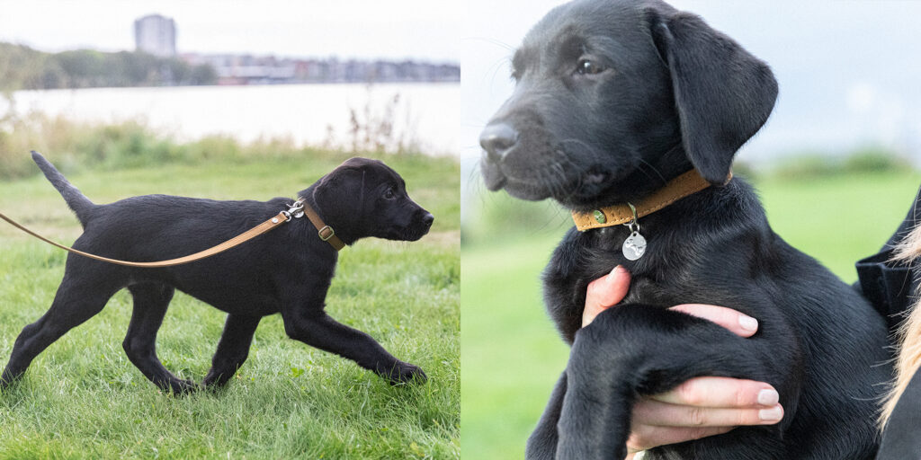 Hållbara & funktionella hundprodukter i stilren design - Denjo Dogs